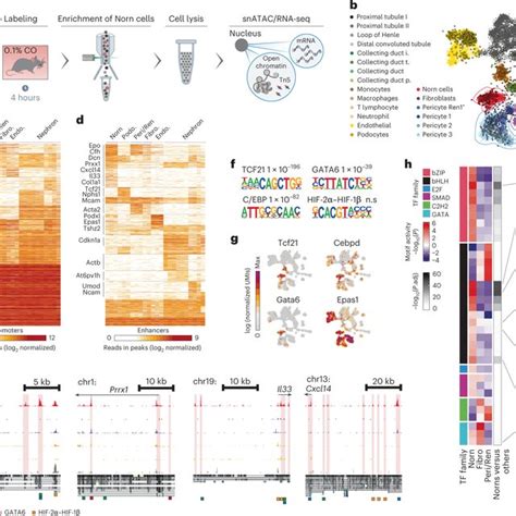 Atac Seq Profiling Of Norn Cells Identifies Genomewide And Epo