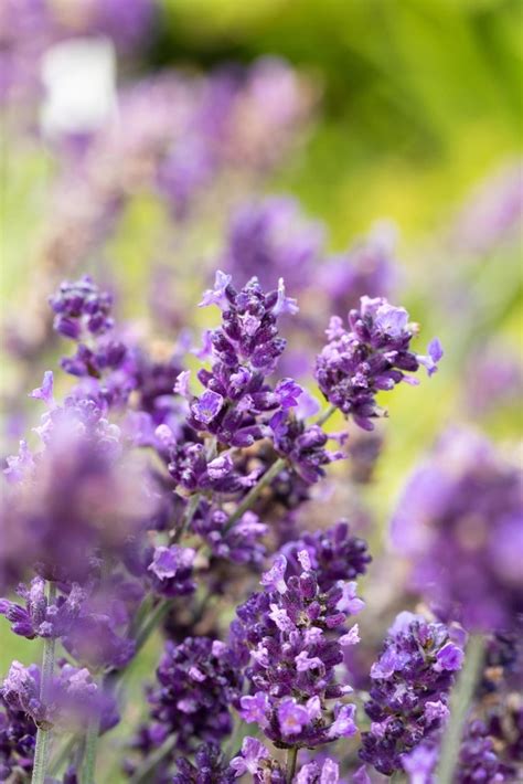 Lavandula Angustifolia Hidcote Calle Plant B2c