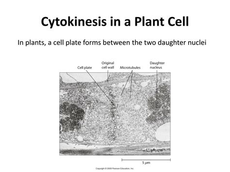 Ppt Mitosis And Cytokinesis Powerpoint Presentation Free Download Id 2676071