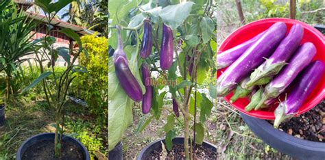 Pokok Terung Dah Tua Ini Cara Nak Rawat Bagi Berbuah Dan Subur