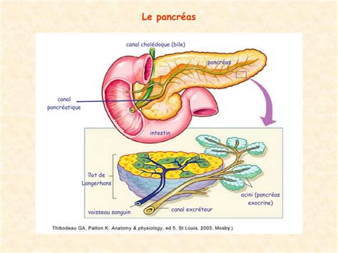 Ppt Tp Histophysiologie Des Glandes Endocrines Powerpoint