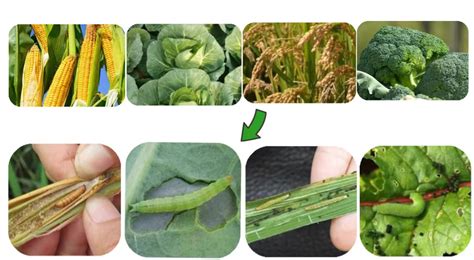 Adverse Effects Of Bacillus Thuringiensis Lyphar Supply Good Quality