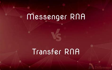 Messenger Rna Vs Transfer Rna — Whats The Difference