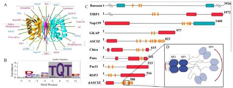 Lc8 Hub Binding Motif And Multivalent Partners A Ribbon Diagram Of