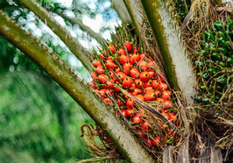 Palm Fruit Origin Health Benefits And How To Grow Envynature