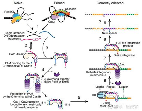 Nature Crispr Cas Dna Bioworld Crispr