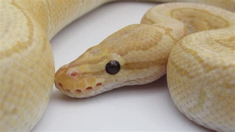 Lemon The Ball Python R Sneks