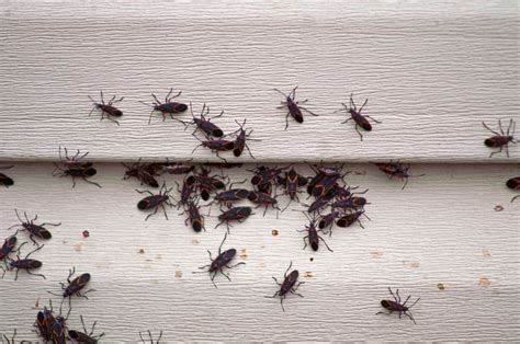 Pest Control Jupiter Rodent Control Florida Exterminate 33469