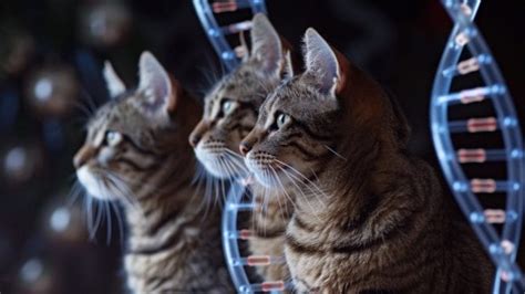 Scientists Identify Mutation Leading To A New Cat Breed
