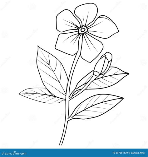 Tep By Step Periwinkle Flower Drawing Madagascar Periwinkle Drawing Catharanthus Roseus Sada