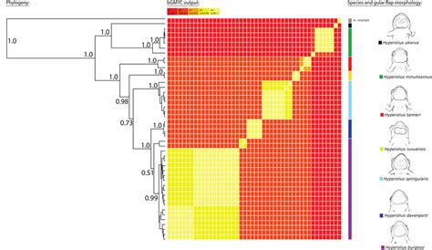 Bayesian Phylogeny Of The Spiny Throated Reed Frog Species Complex