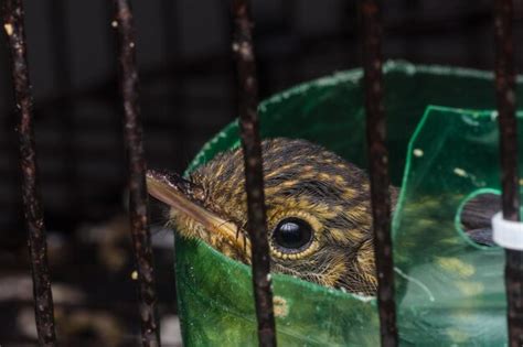 Premium Photo Close Up Of Owl In Cage