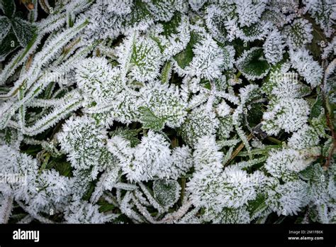 Will Plants Freeze If Covered At Kai Chuter Blog