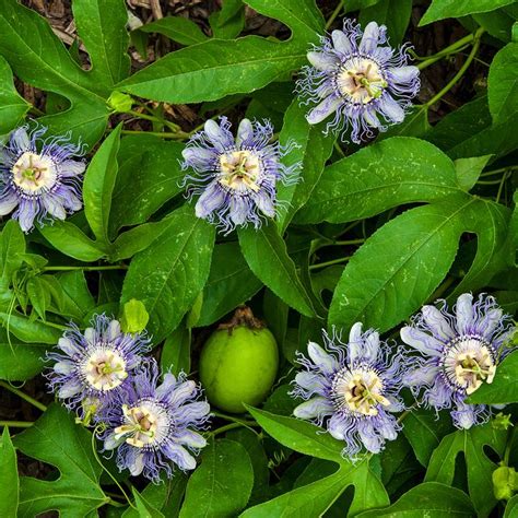 Passionflower Traditional Medicinals