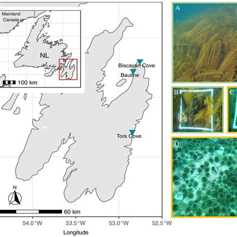 Ash Free Dry Mass Afdm To Wet Mass Ratios For Green Sea Urchins