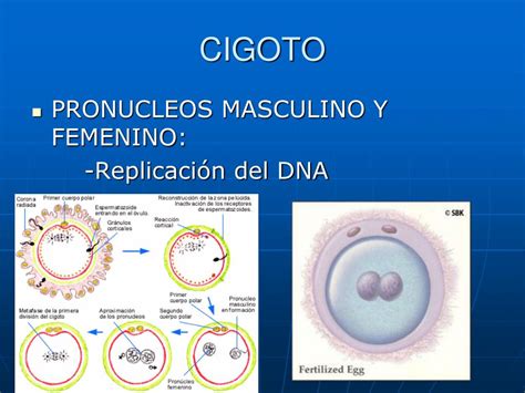 Ppt Primera Semana De Desarrollo Powerpoint Presentation Free