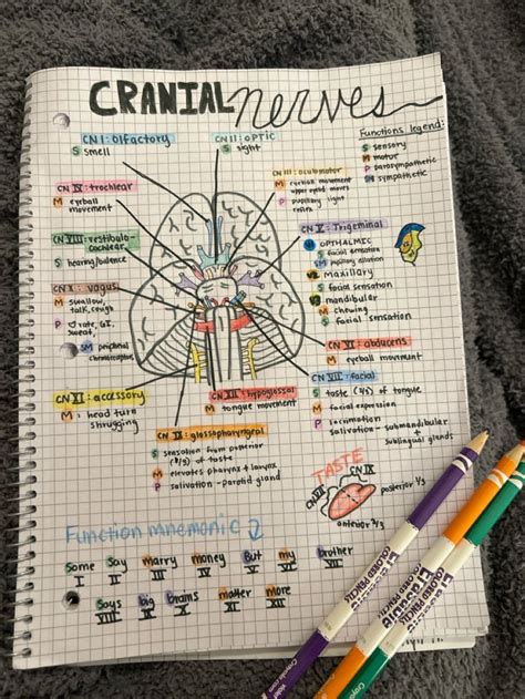 Anatomy And Physiology Cranial Nerves Medical School Stuff Cranial