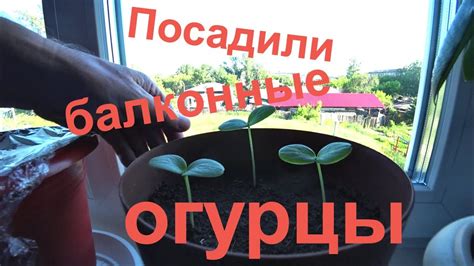 Посадили балконные огурцы ,первые всходы. - YouTube