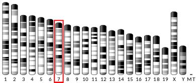 S Ribosomal Protein L A Wikipedia