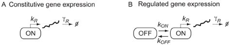 Constitutive Versus Regulated Gene Expression Download Scientific Diagram