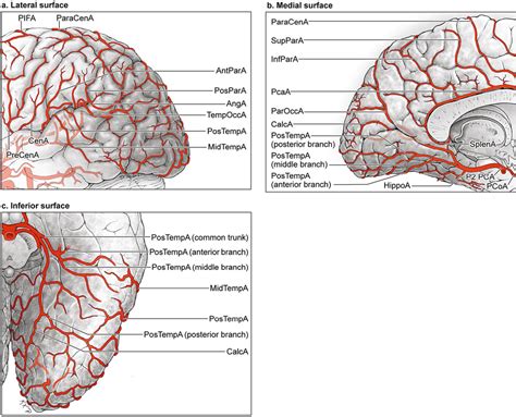 Parieto Occipital Sulcus