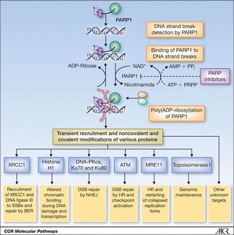 Molecular Pathways Targeting Parp In Cancer Treatment Clinical
