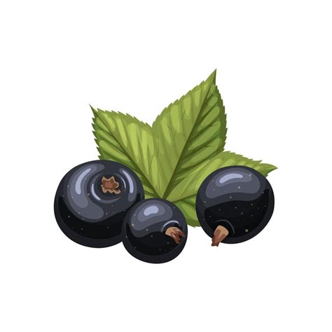 Black Currant Food Cartoon Vector Illustration 17421343 Vector Art At