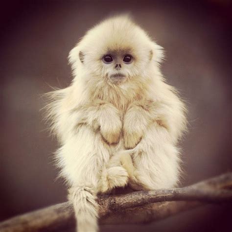 Cutest White Monkey On Tree Branch