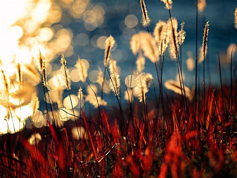 Wallpaper Grass Sunshine Glare 2560x1600 Hd Picture Image
