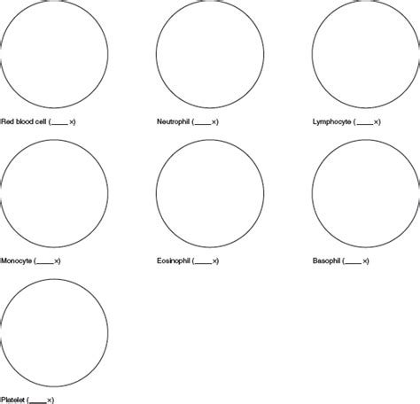 Blood Cell Drawing Easy Sketch Blood Cell Single Type Each Following