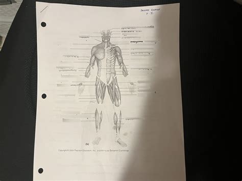 Human Muscles Diagram Quizlet