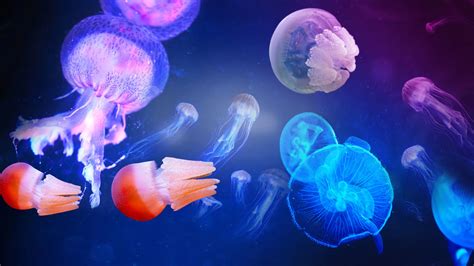 Melbourne Aquarium Best Prices Sea Life Melbourne