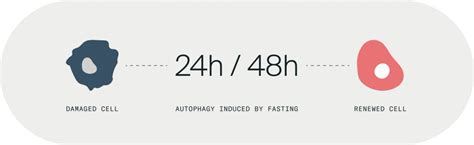 Autophagy And Fasting How To Do It For The Biggest Benefits Mitopure