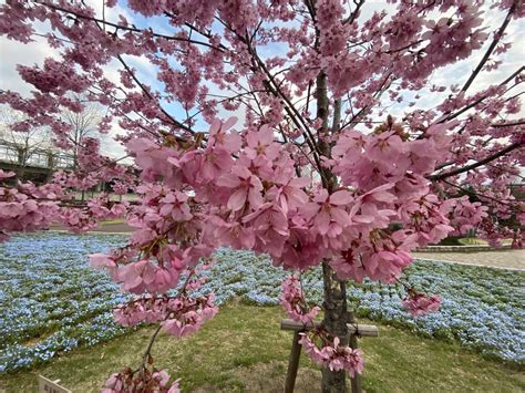 仙台市泉区七北田公園の『ゆづ桜』が満開を迎えていたみたい！（2023年4月2日時点） 仙台つーしん