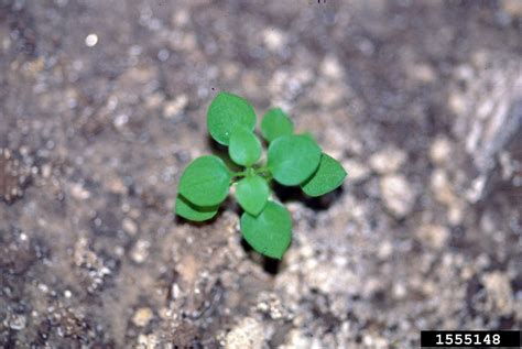 Common Chickweed Cornell Weed Identification