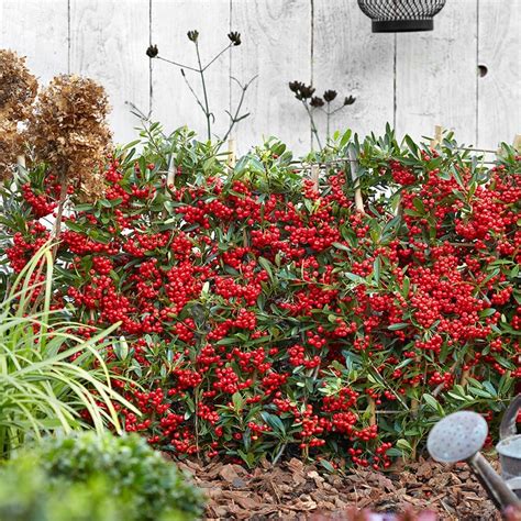 Buy Firethorn Pyracantha Coccinea Red Star Pbr
