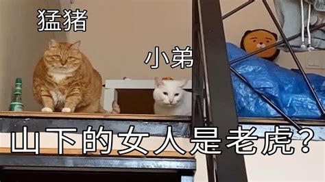 【橘猫狗蛋】猛猪下山 Youtube