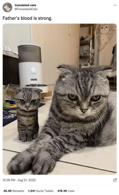Halfway To Caturday Purrfectly Funny Cat Memes And Tweets