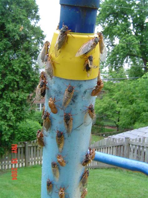 Cicada Swarm 2004