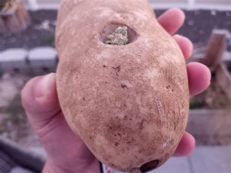 A Modified Potato R Pics