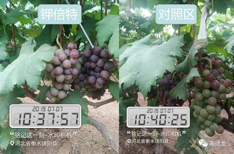 葡萄营养方案 青岛海德龙生物科技有限公司官网