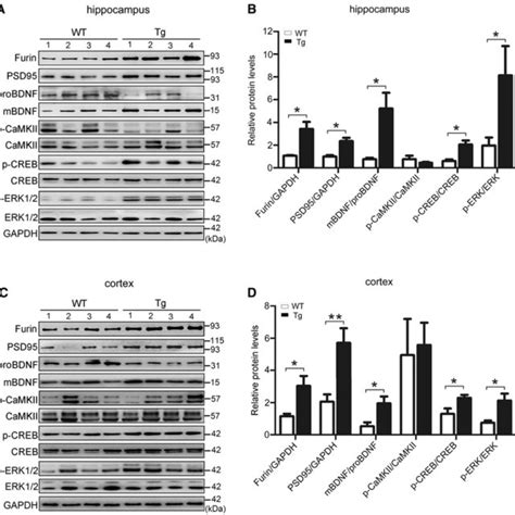 Furin Expression Is Significantly Increased In Transgenic Mice A