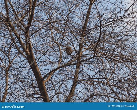 Bird Nest In The Center Of The Bare Branches Of A Tree Stock Image Image Of Wildlife Bare