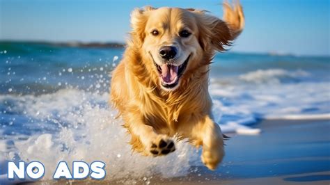 12 Hours Anti Anxiety Music For Dogs 🐶 Stress Relief Music For Dogs