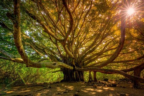 Banyan Tree Wallpapers 4k Hd Banyan Tree Backgrounds On Wallpaperbat