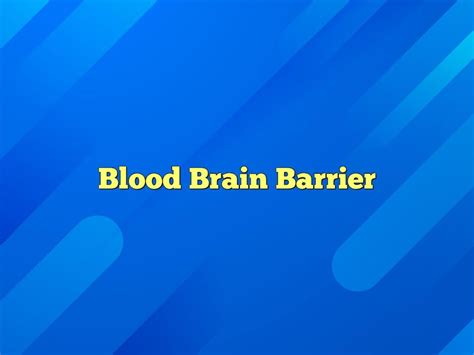 Blood Brain Barrier Definition And Meaning