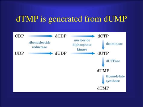 Ppt Biosynthesis And Degradation Of Nucleotides Powerpoint