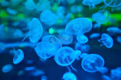 水母高清图片下载 正版图片501363045 摄图网