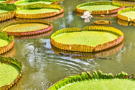 거 대 한 모니터 도마뱀 사냥 근처 빅토리아 Amazonica 거 대 한 수련 0명에 대한 스톡 사진 및 기타 이미지 0명