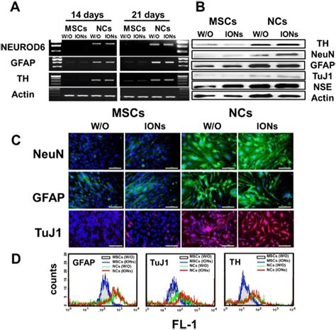 Characterization Of Neural Differentiation Markers In Hmscs Treated
